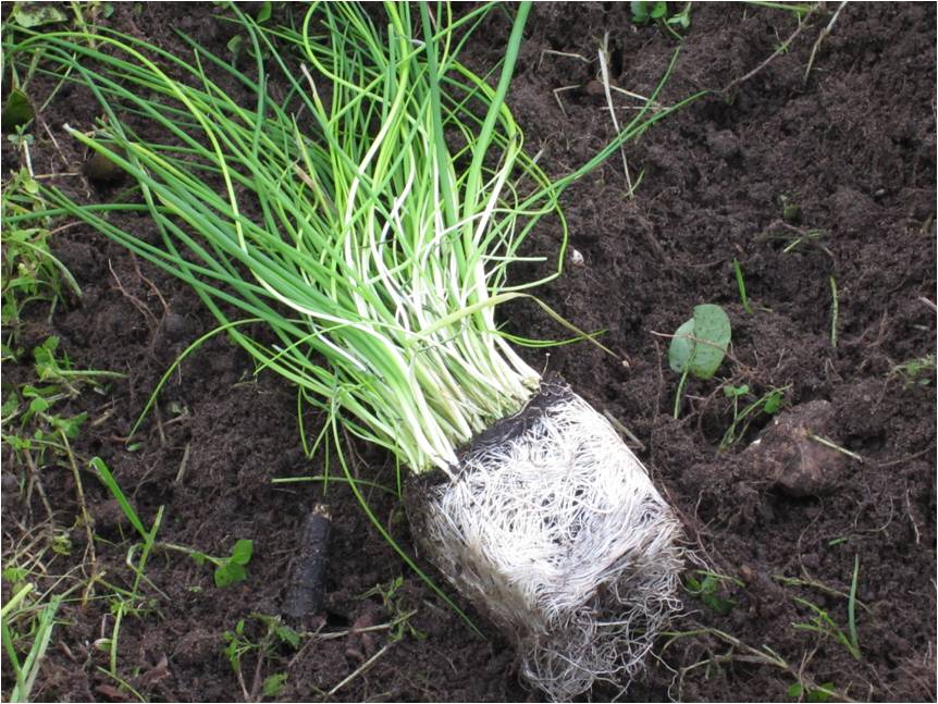 Horta de fim-de-semana: Cebolinho