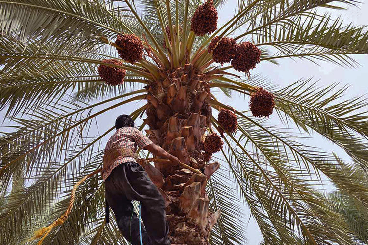 Uppersia Iran Travel blog: Palm trees of Iran.