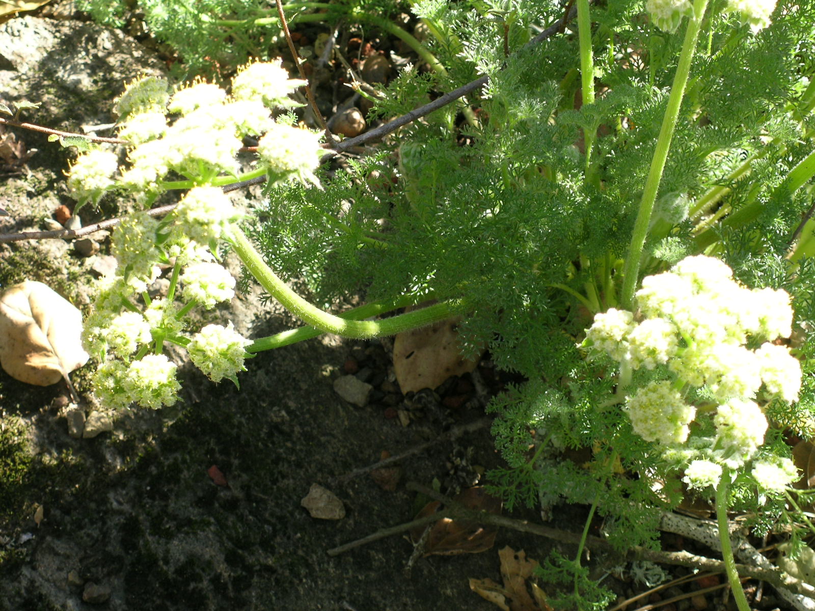 Berkeley Butterfly Blog: Lomatium dasycarpum--Biscuit Root