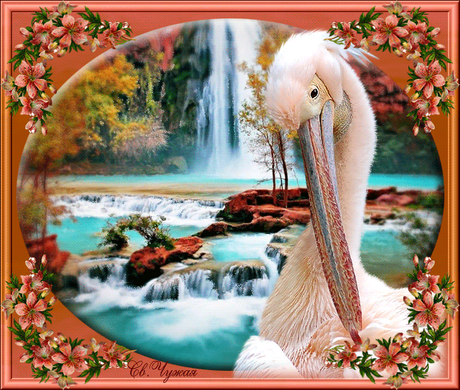 Animowane ptaki: Animowane gify i obrazki ptaki pelikany