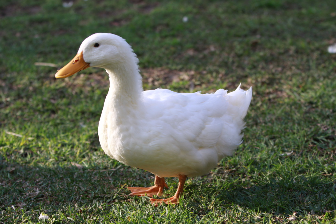 vivendo.com.Jesus: O menino e o pato.