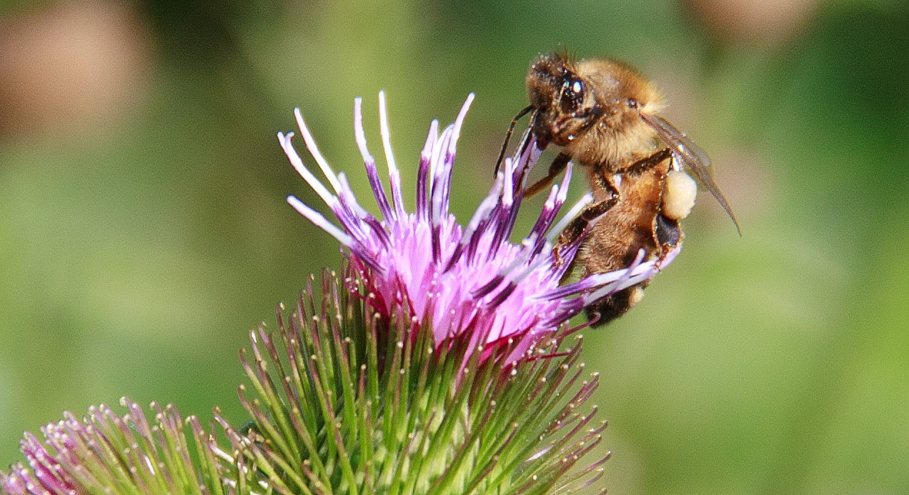 Eye Candy: Honey Bee