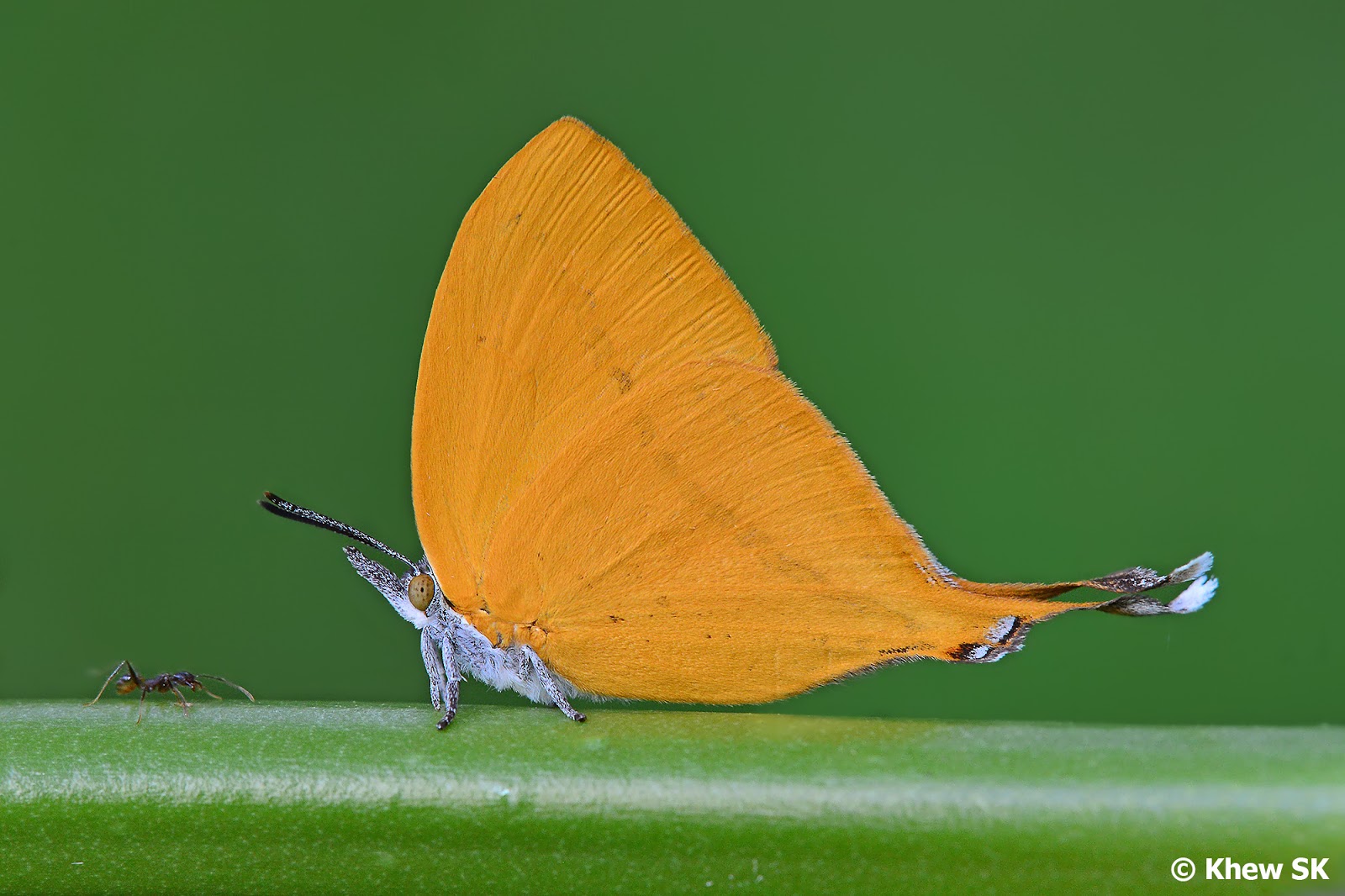 Butterflies of Singapore: Butterfly Photography - Part 2