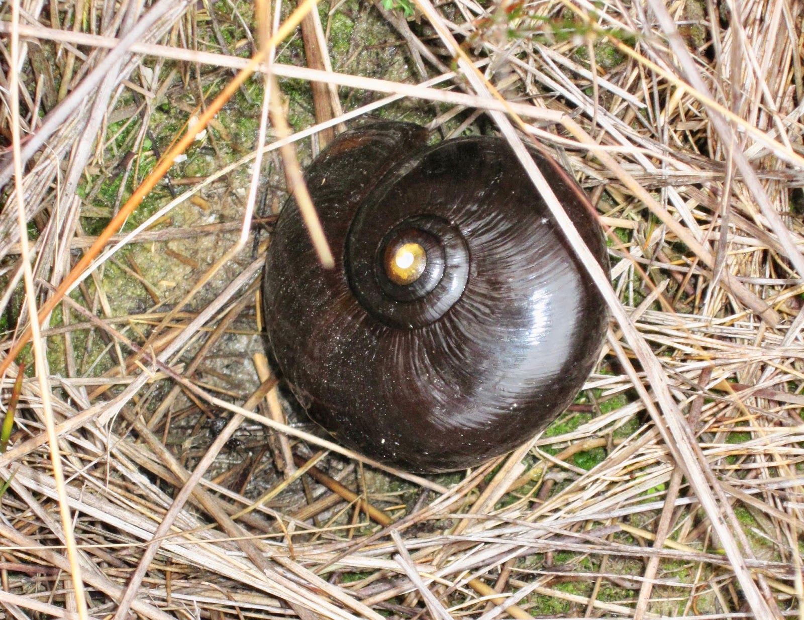 Explore and Discover Nature: Exploring Patterns in Nature - finding ...