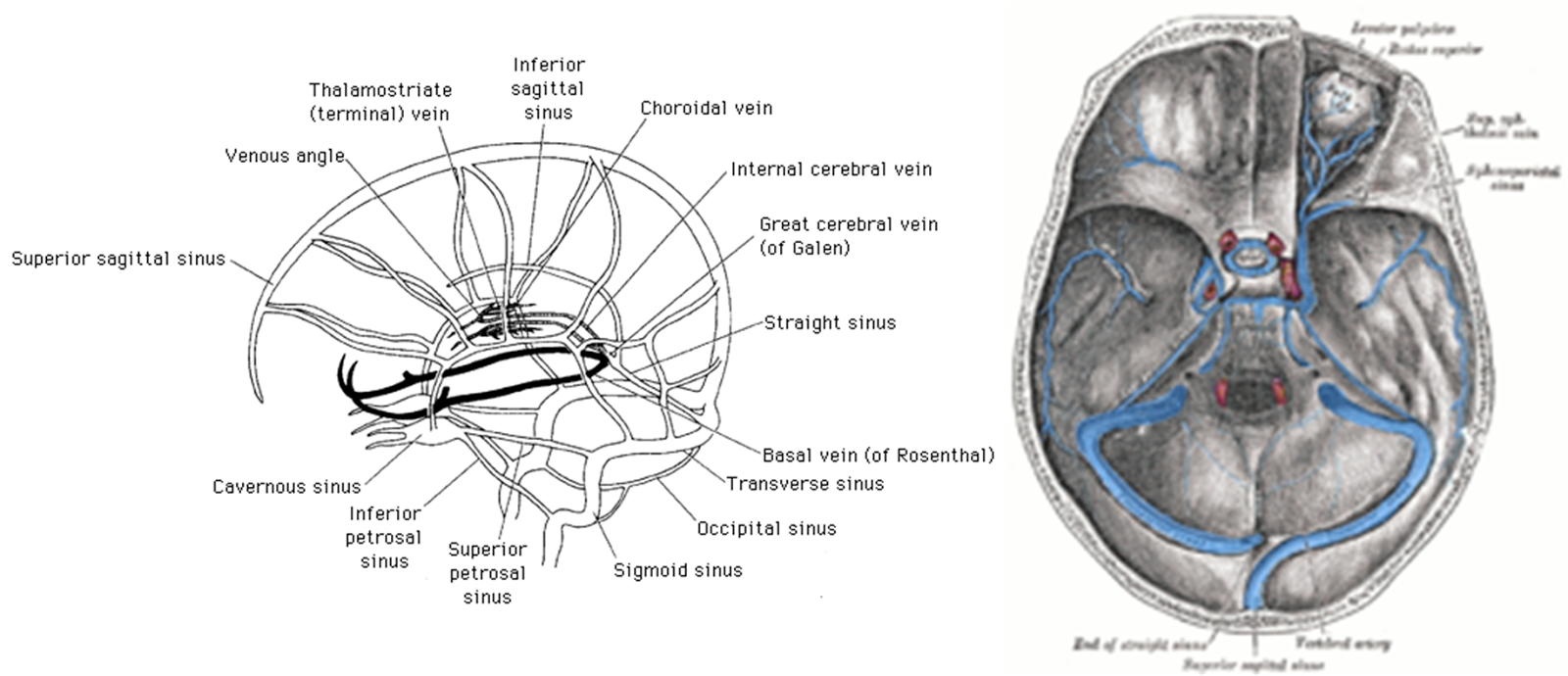 yuan's !nk: PART 1 brain varcularisation and ventricular system ...