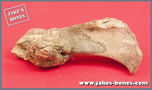 Strange bones: the broken roe deer tibia : Jake's Bones