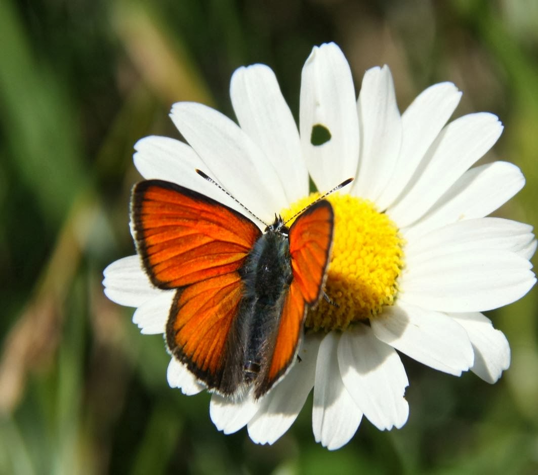 Perhoset: Oranssi perhonen