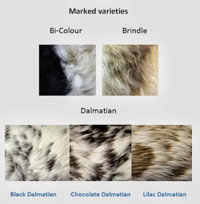 My Cavy Kingdom: Cavy Colours