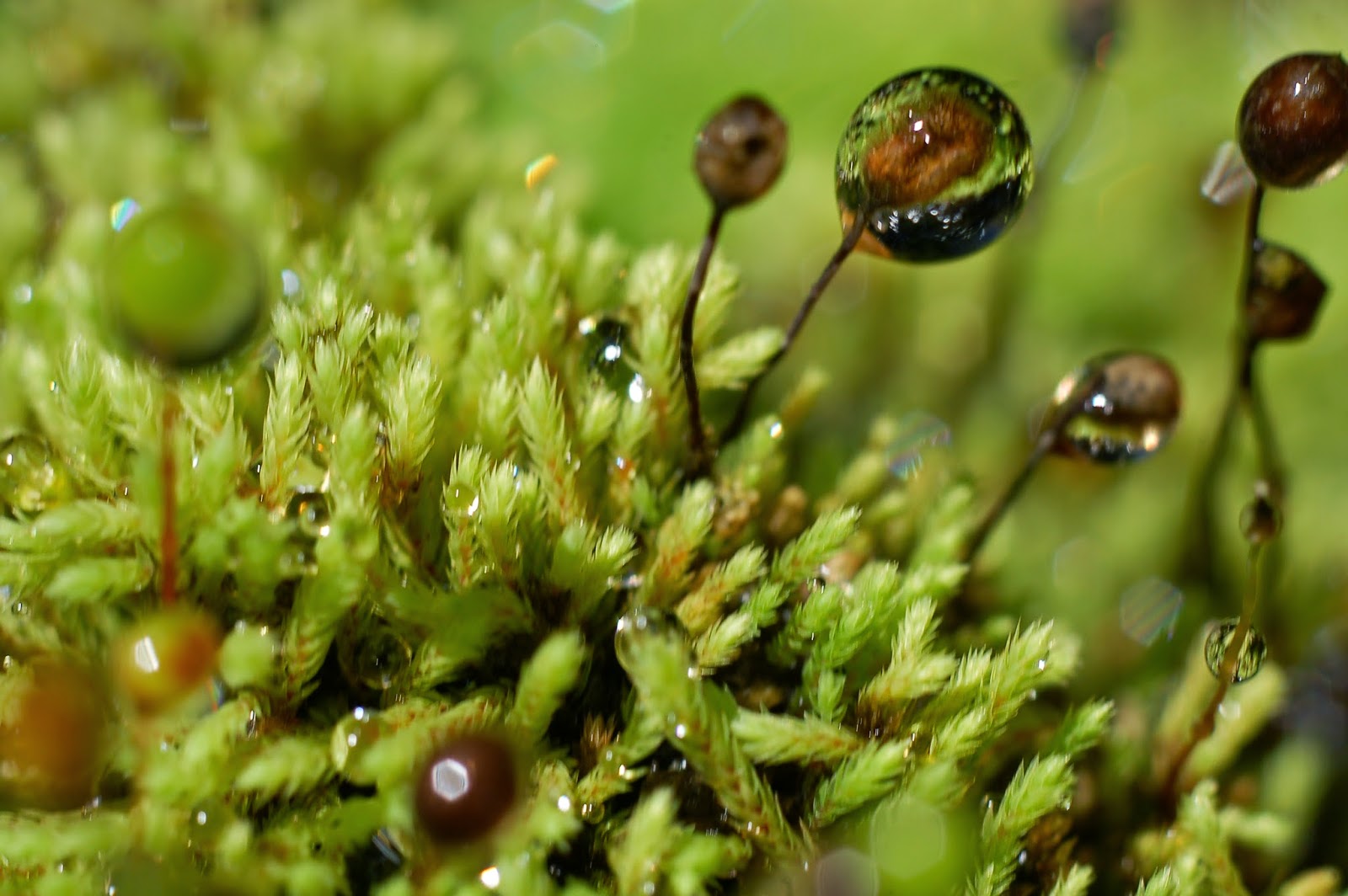 Botany Professor: Mosses of Central Florida 13. Philonotis longiseta