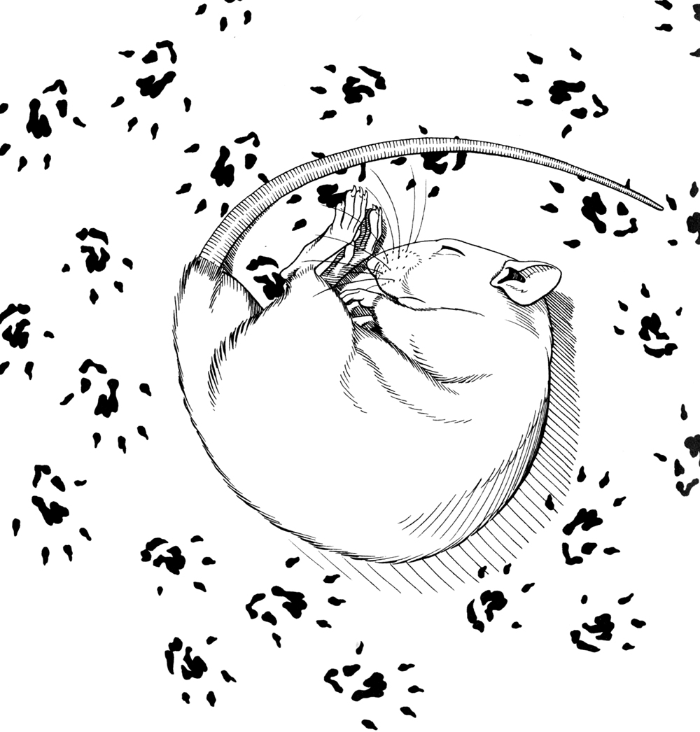 Hungry Tiger Talk: Rats!