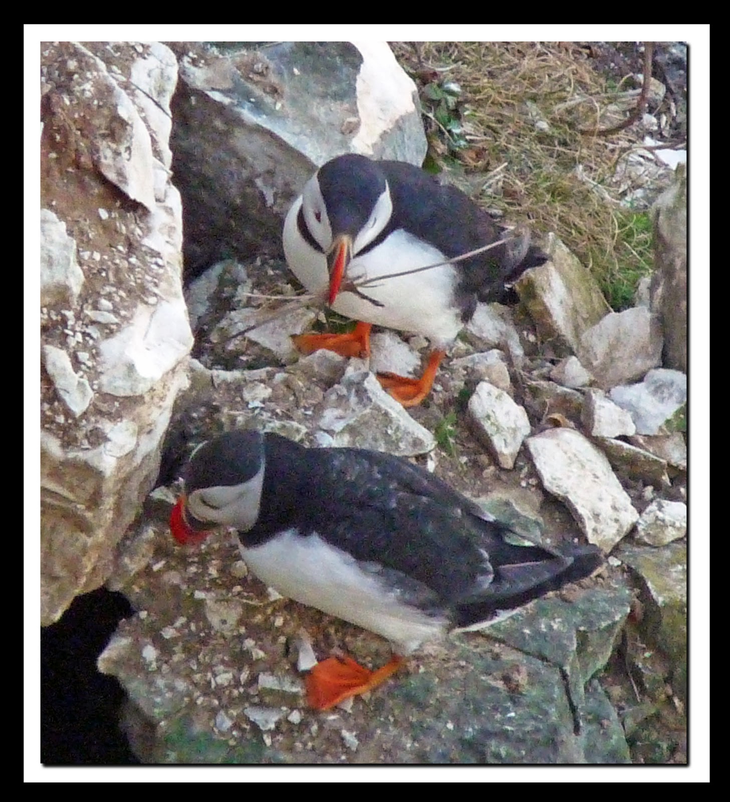 Wild and Wonderful: Beautiful Birds: Puffins at RSPB Bempton Cliffs