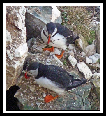 Wild and Wonderful: Beautiful Birds: Puffins at RSPB Bempton Cliffs
