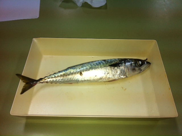 Departamento de Biología IES Laguna de Tollón: Disección de la Caballa