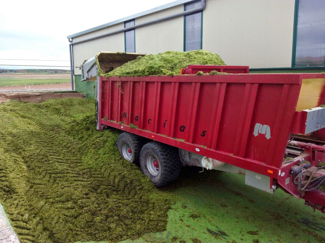 Feed for next months. Ensiling rye and vetch