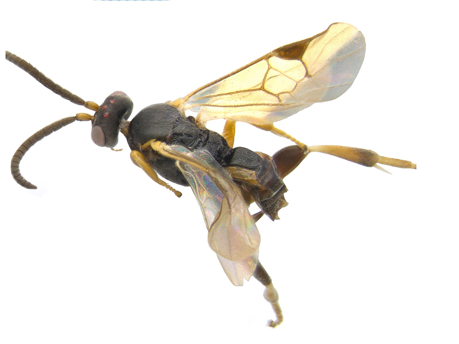 BRACONID WASPS, CATERPILLARS, AND BIOCONTROL: A braconid wasp in the ...