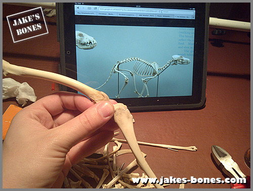 How to re-articulate a fox skeleton: part one : Jake's Bones