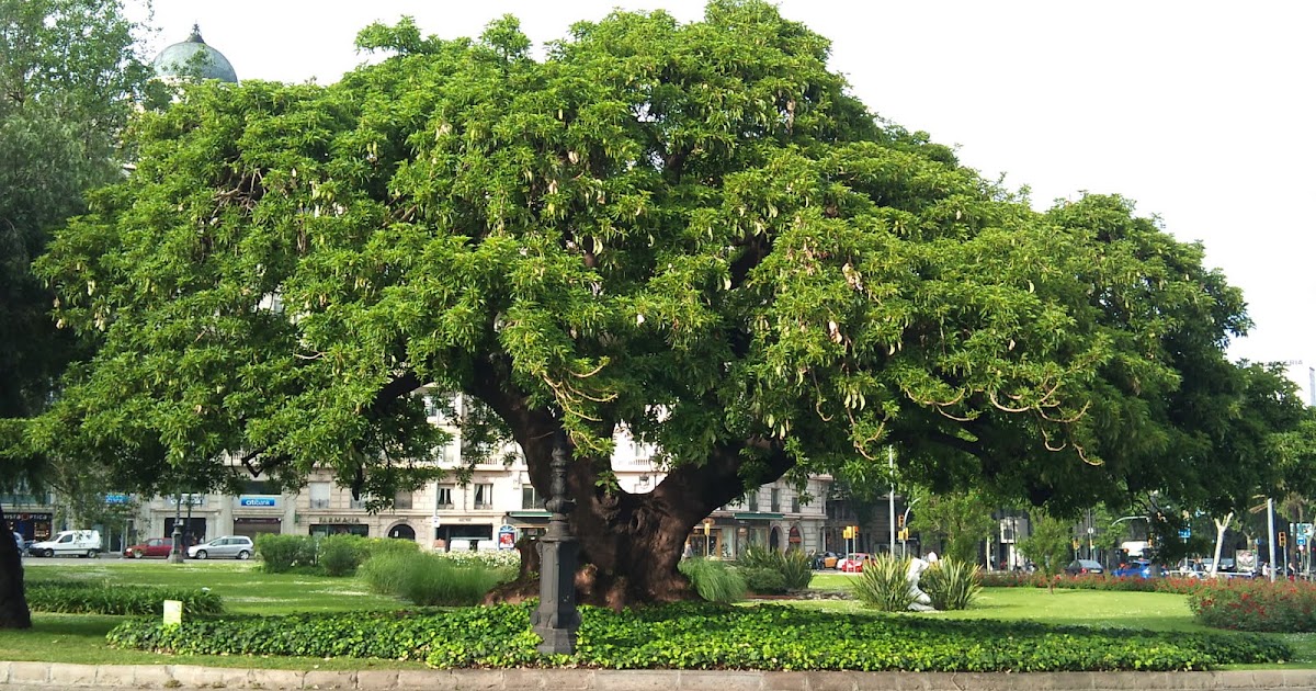 La Esquina De Los Locos: El Ombú y sus Retoños