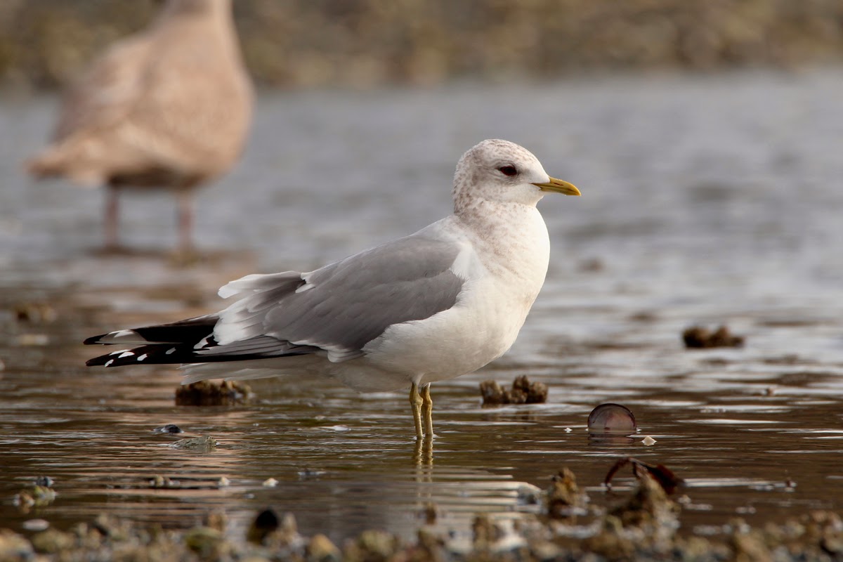 The Naturalest Naturalist: Gulling Season!