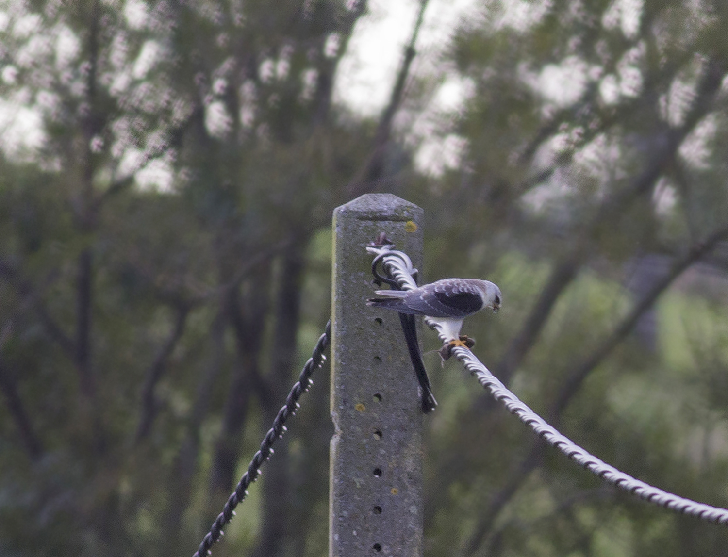 01-09-2017. Elanios Azules en la Marisma del Conde