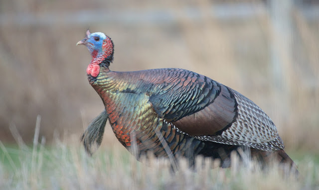 Oiseaux de Sutton: Dindon sauvage - Wild Turkey