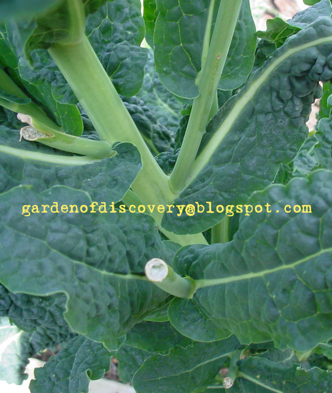 Garden of Discovery: Kale; A Repeat Performance Vegetable