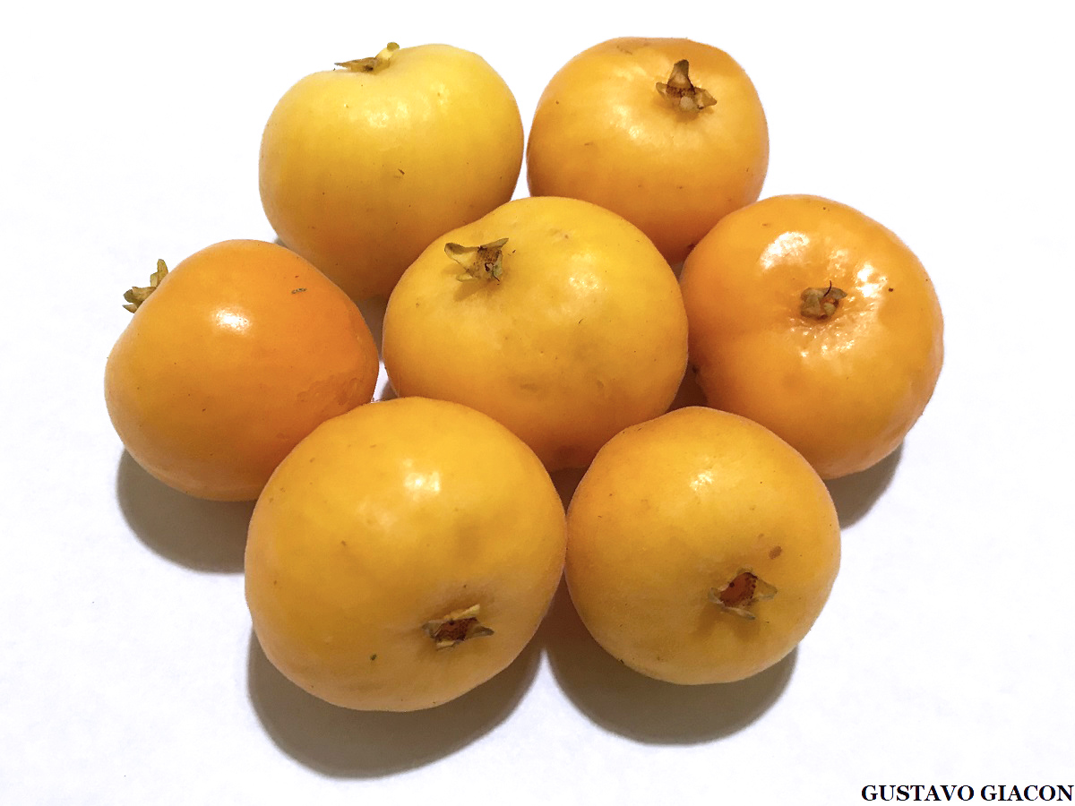 Viveiro Ciprest - Plantas Nativas e Exóticas: Uvaia Dura ( Eugenia ...