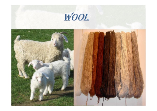 Sheep Giving Wool
