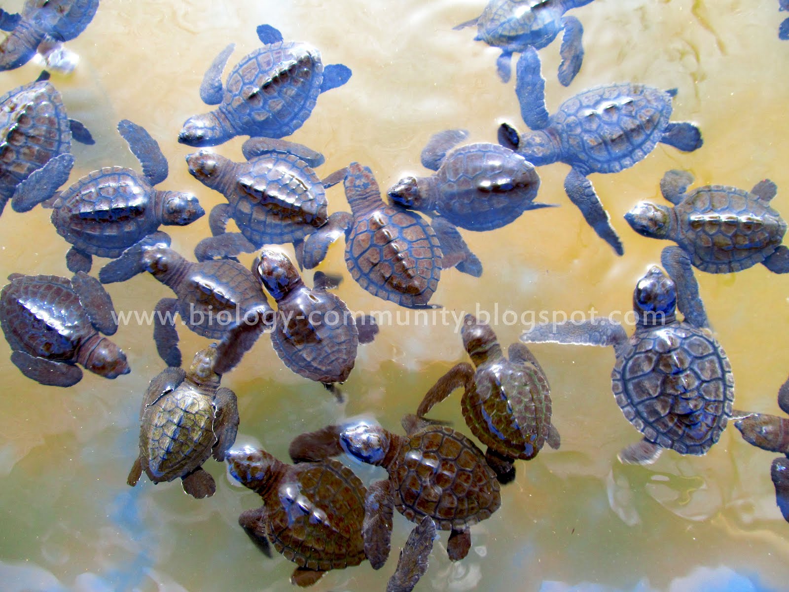 Pantai Kili-Kili: Balai Konservasi Penyu Pertama di Trenggalek ...