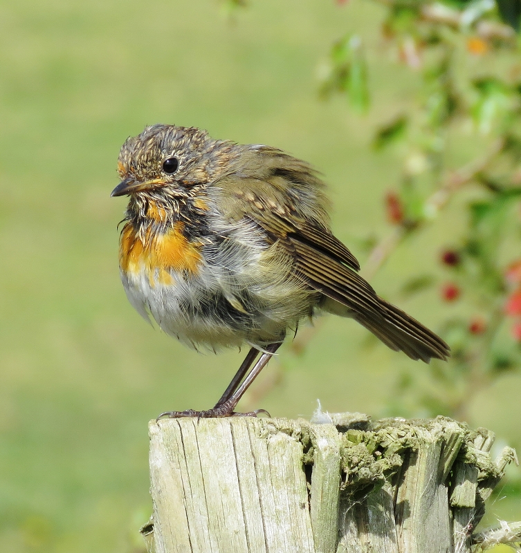 MERSEA WILDLIFE: SQUIRREL VISITS