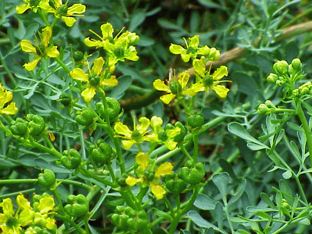 Rue Tea Benefits ~ Healthy Tea 101