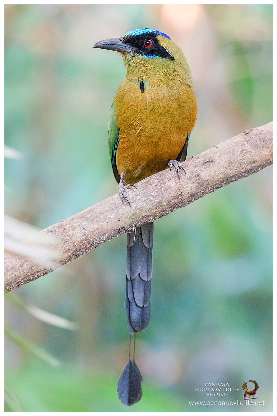 Random birds and wildlife photos around Panama city