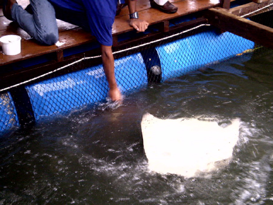 Langkawi Travel & Tour rz_travel Travel : MANGROVE SUNGAI KILIM