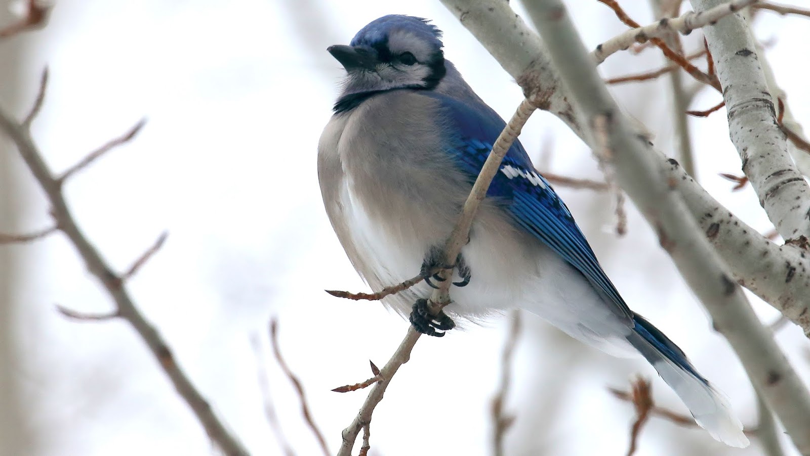 Reflections: Ada Hayden Heritage Park: Feb 27, 2019: Blue Jay Way