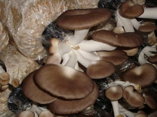 Cendawan Global: Jenis-jenis cendawan popular di Malaysia