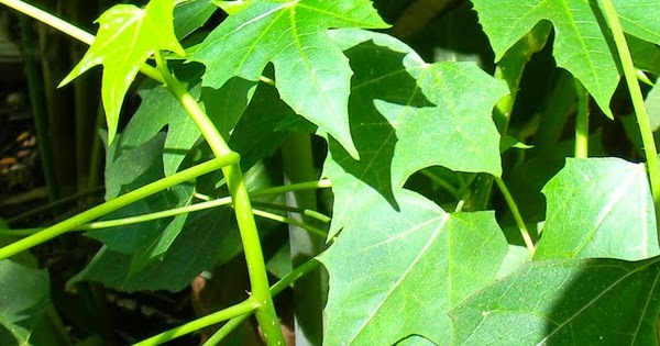 Florida Survival Gardening: Survival Plant Profile: Chaya