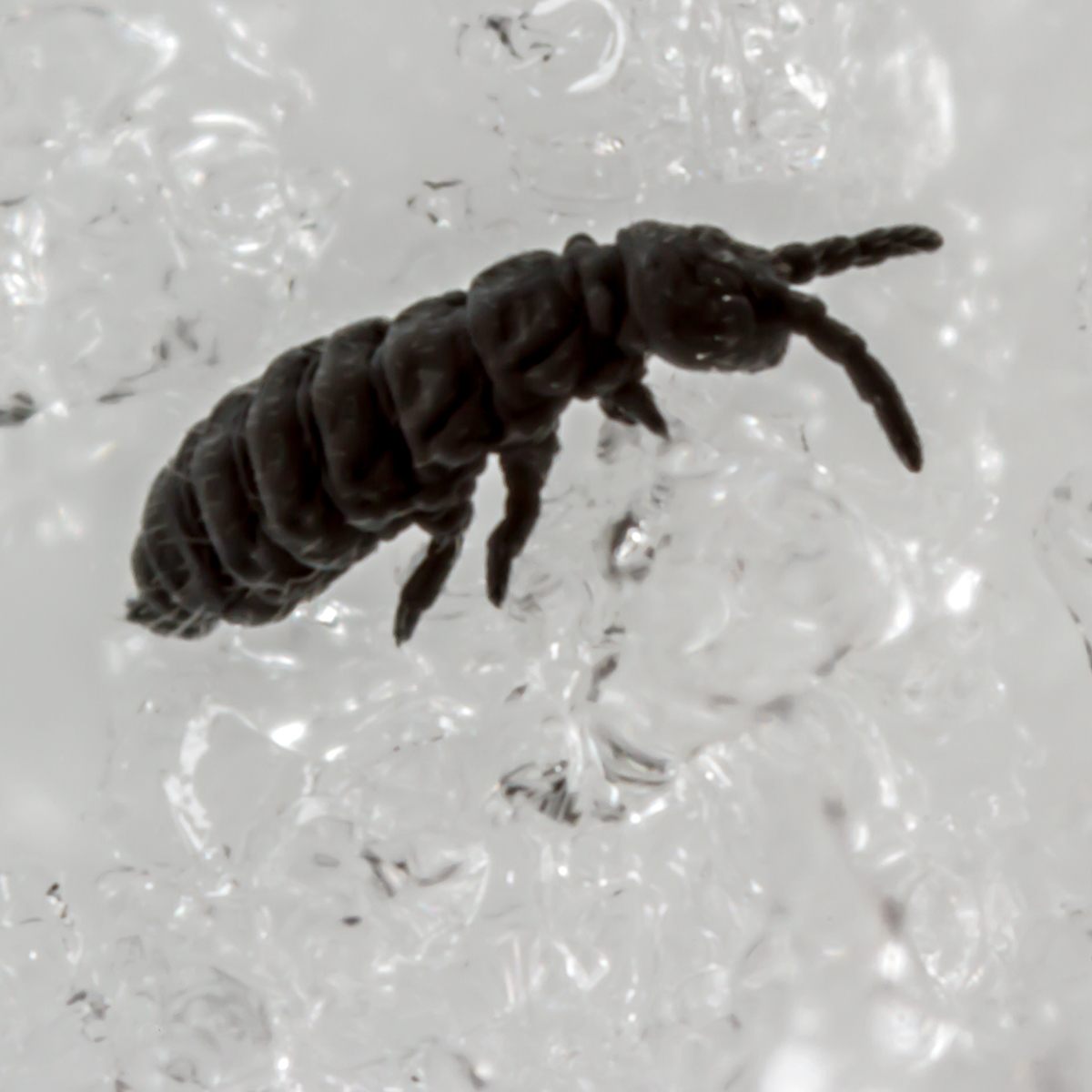 Bugging Saskatchewan: Snow fleas - Hypogastrura harveyi