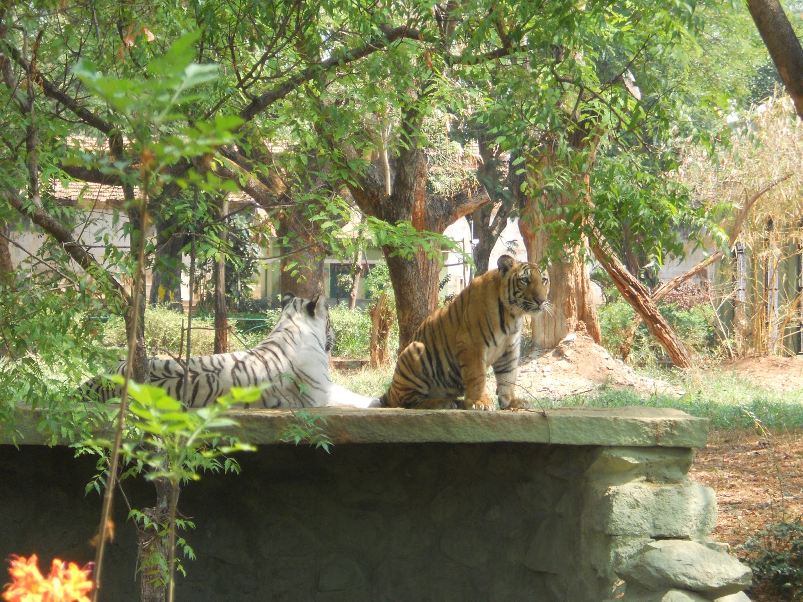Around The World: Mysore Zoo