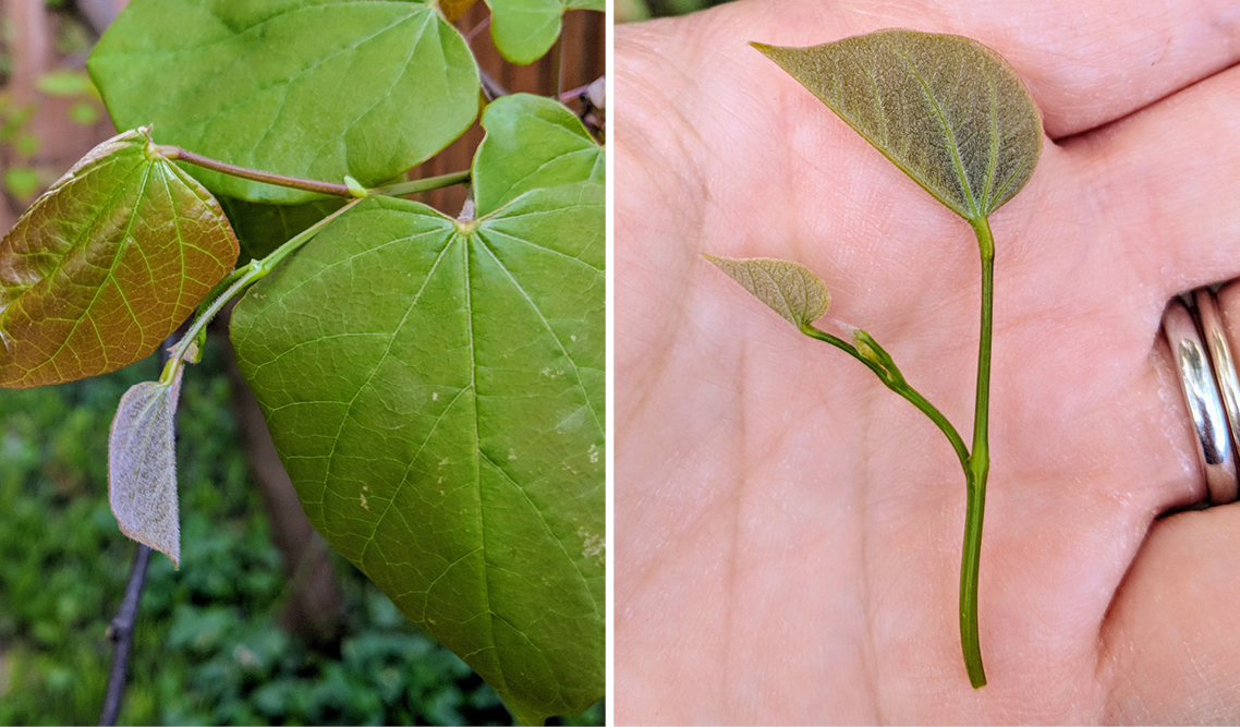 The Foraged Foodie: How to identify and forage redbud: early spring ...
