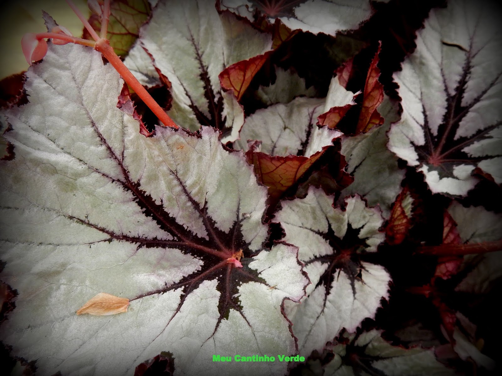Meu Cantinho Verde: BEGONIA REX PUTZ