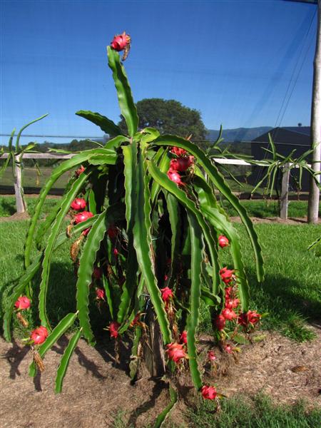 Daleys Fruit Tree Blog: Growing Pitayas