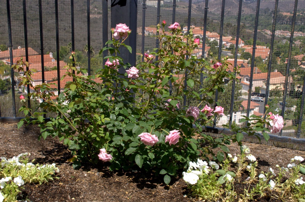 Organic Garden Dreams: June Roses