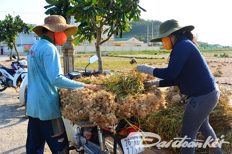 Lý Sơn Vào Vụ Mùa Thu Hoạch Tỏi Phượt Đảo Lý Sơn Tư Vấn Du Lịch Nhà Nghỉ Khách Sạn Homestay