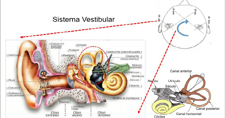 Audición Sentidos Somáticos Y Sentidos Químicos Anatomía Del Sistema Vestibular