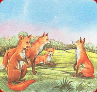 Bal Mukund Project: My Little Story : The Fox Without Tail