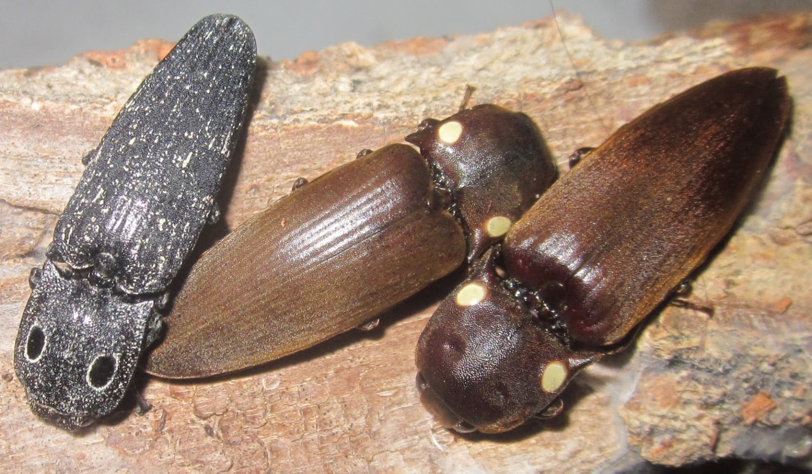 Invertebrate Dude: Click Beetles & Roaches