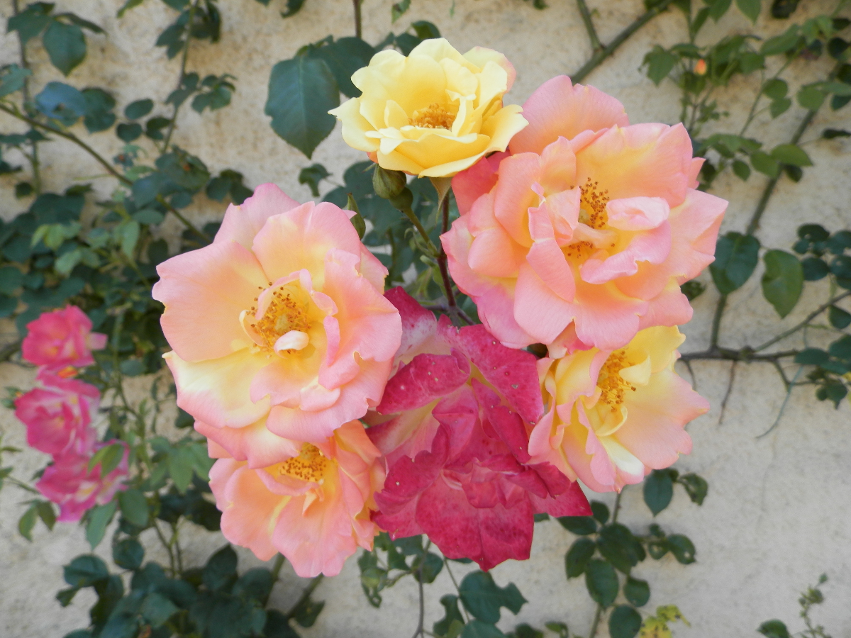 A corner of France: Masquerade climbing rose