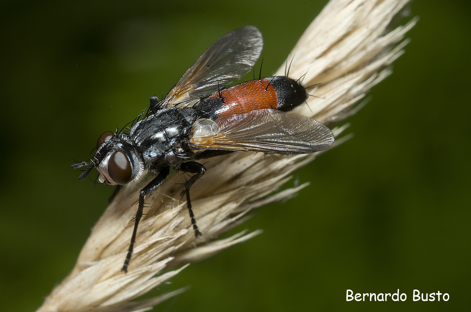 RÍA DE LA VILLA: Una mosca bicolor