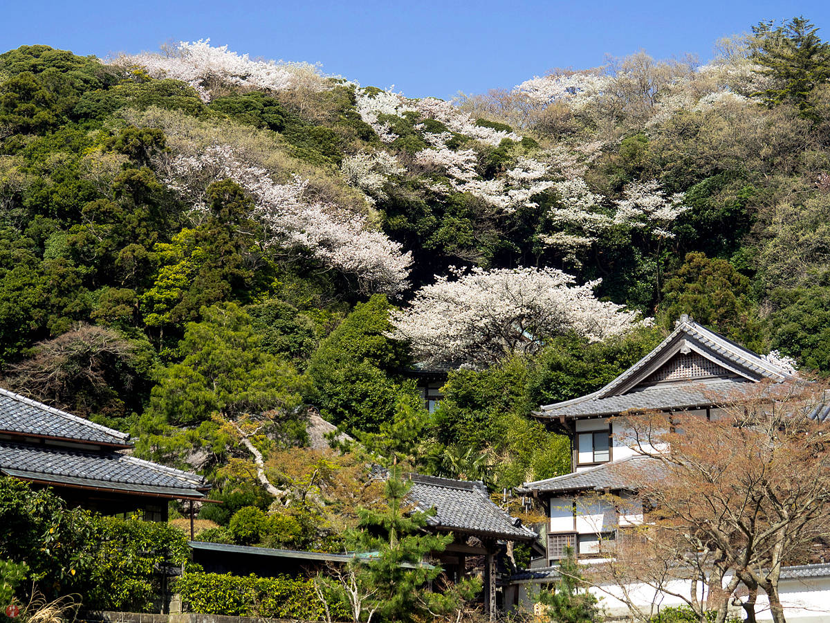 FROM THE GARDEN OF ZEN: Yama-zakura (Prunus jamasakura) blossoms: Engaku-ji