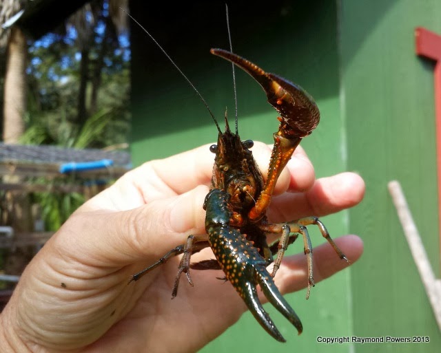 PURE FLORIDA: CRAWFEEEESH