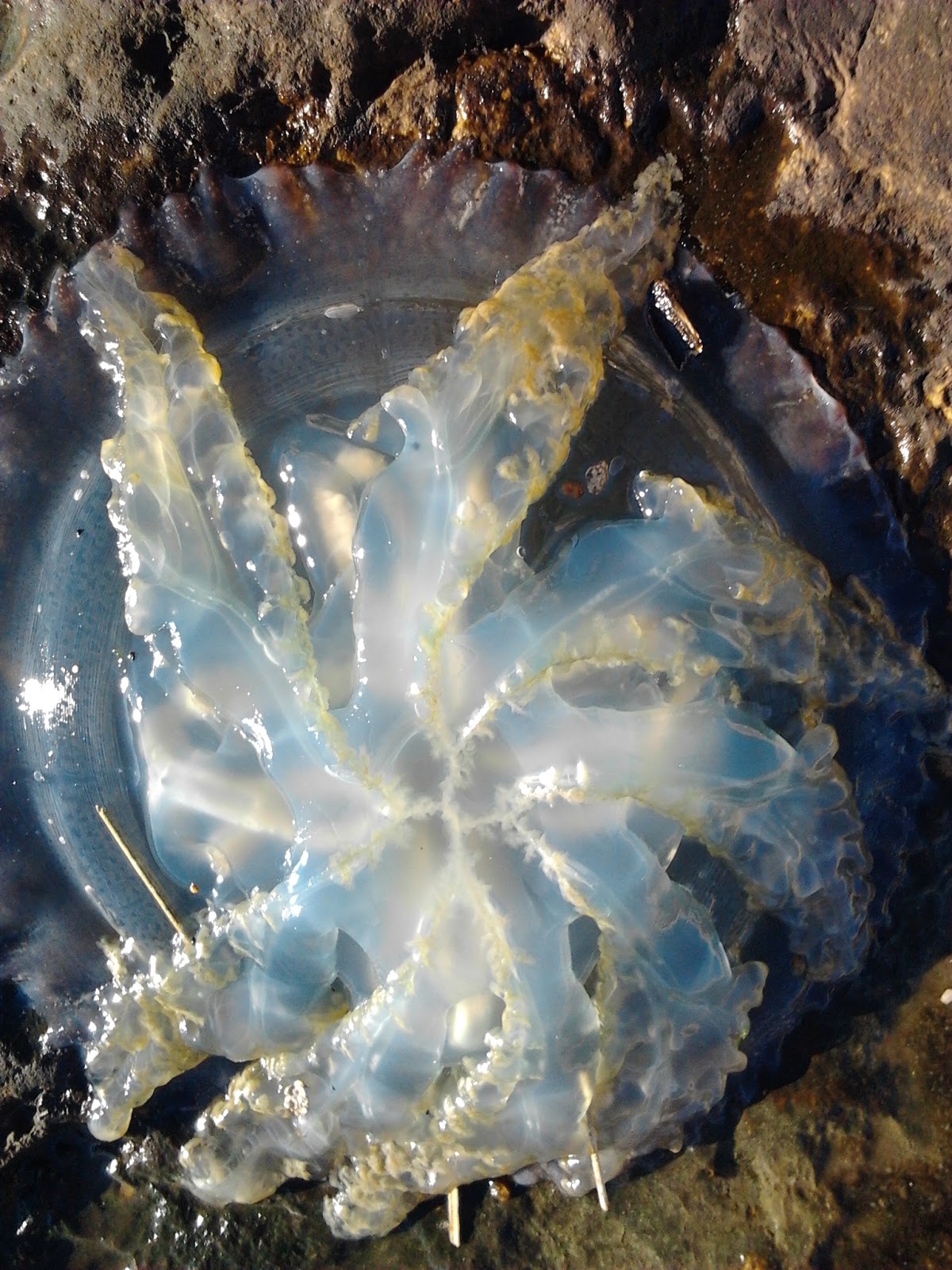 PALAVRAS À SOLTA!: Alforreca